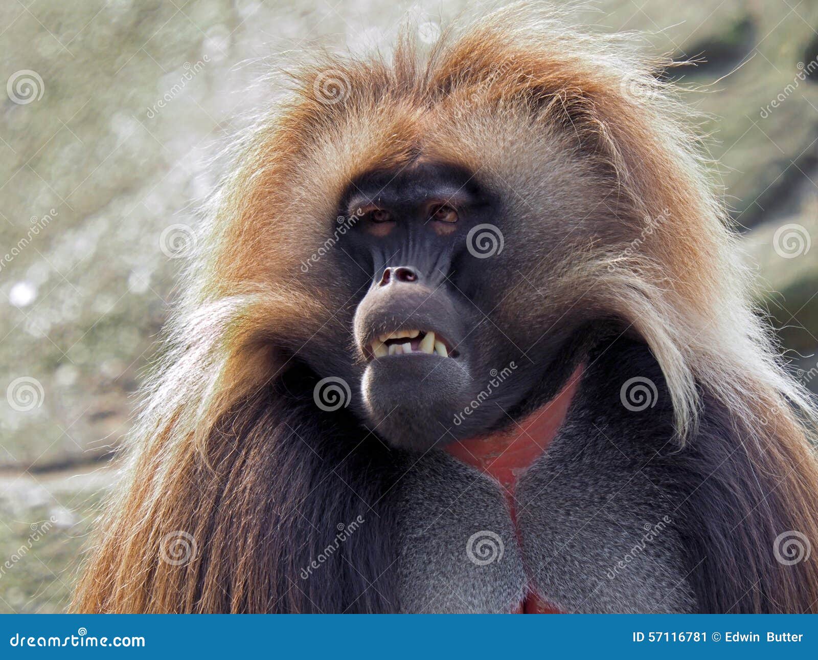 Gelada Monkey Female Royalty-Free Stock Photography | CartoonDealer.com ...
