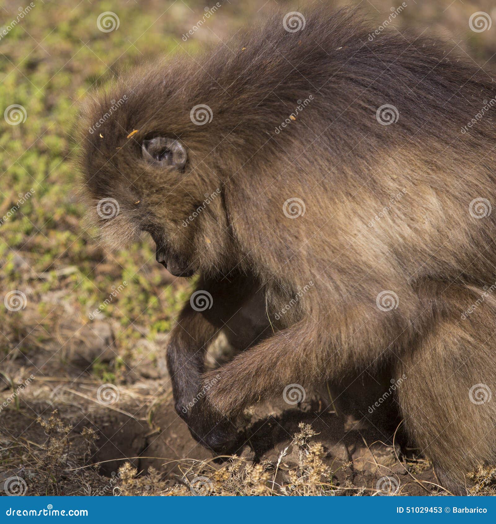 Gelada Monkey Searching Food Stock Photos - Free & Royalty-Free Stock ...