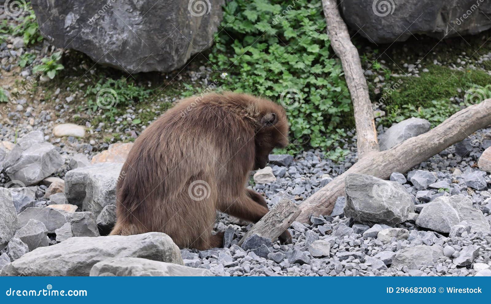 Gelada Monkey Searching for Food through Stones on the Ground Stock ...