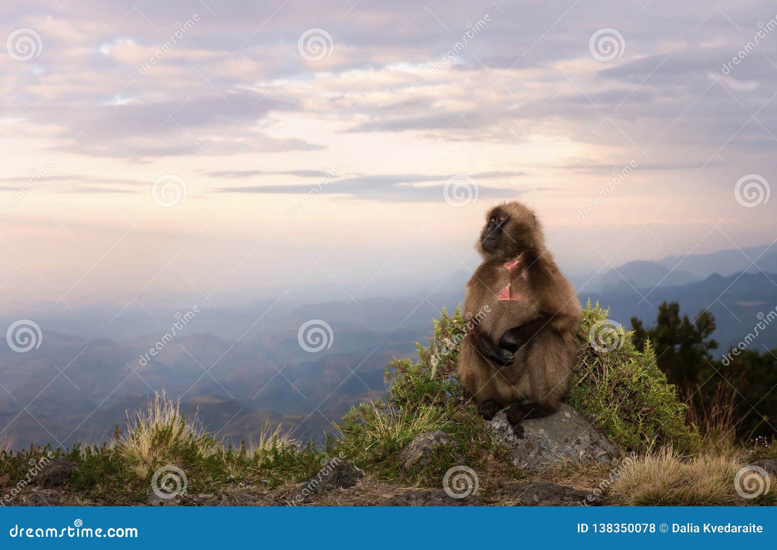 A Monkey On A Cliff Watching The Surroundings, A Blue Sky In The ...