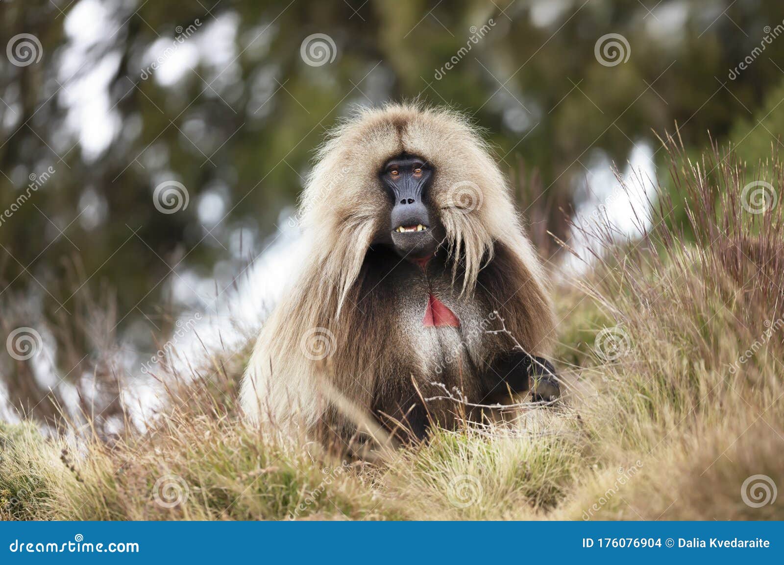 Gelada Monkey Sitting in Grass, Simien Mountains, Ethiopia Stock Photo ...