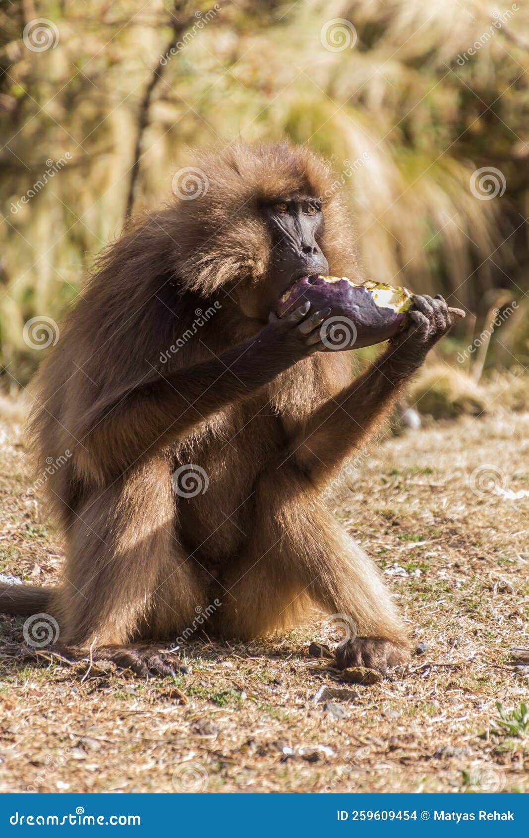 Gelada Monkey (Theropithecus Gelada) Eating a Stolen Eggplant in Simien ...