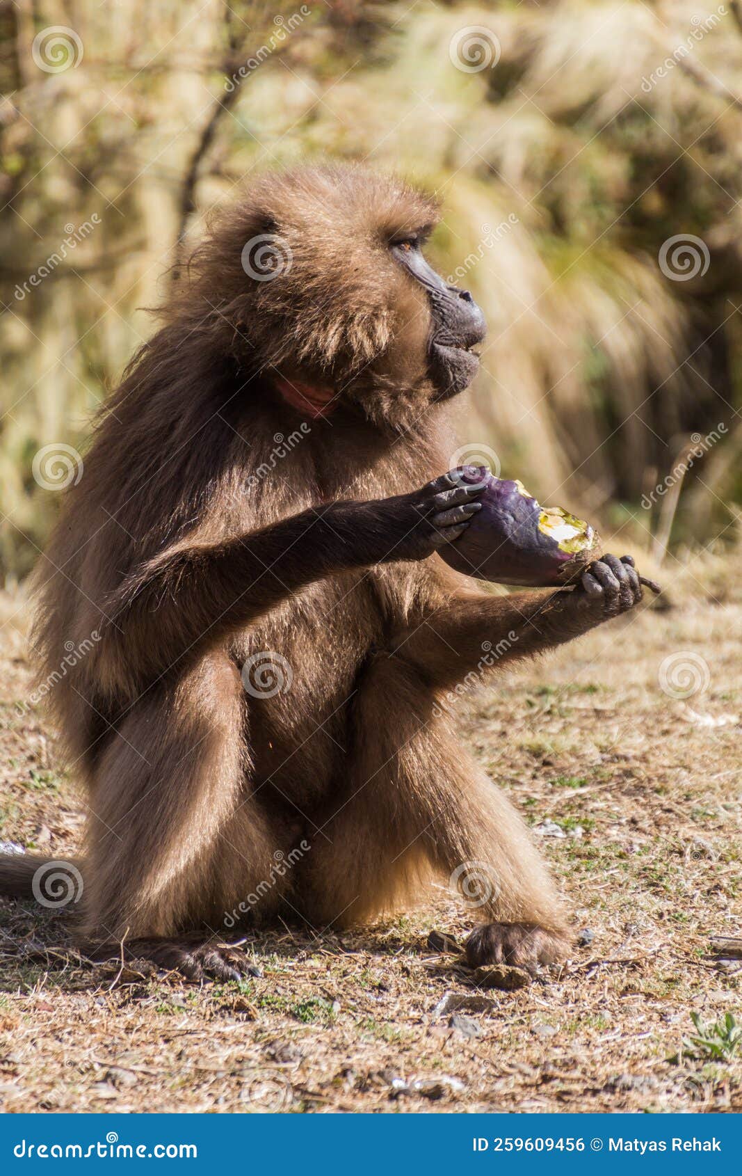 Gelada Monkey (Theropithecus Gelada) Eating a Stolen Eggplant in Simien ...