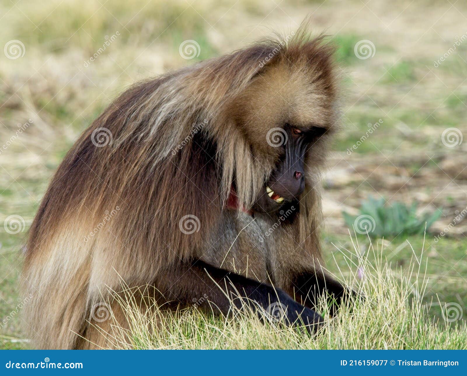 Gelada Monkey Theropithecus Gelada Grazing Showing Teeth Semien ...