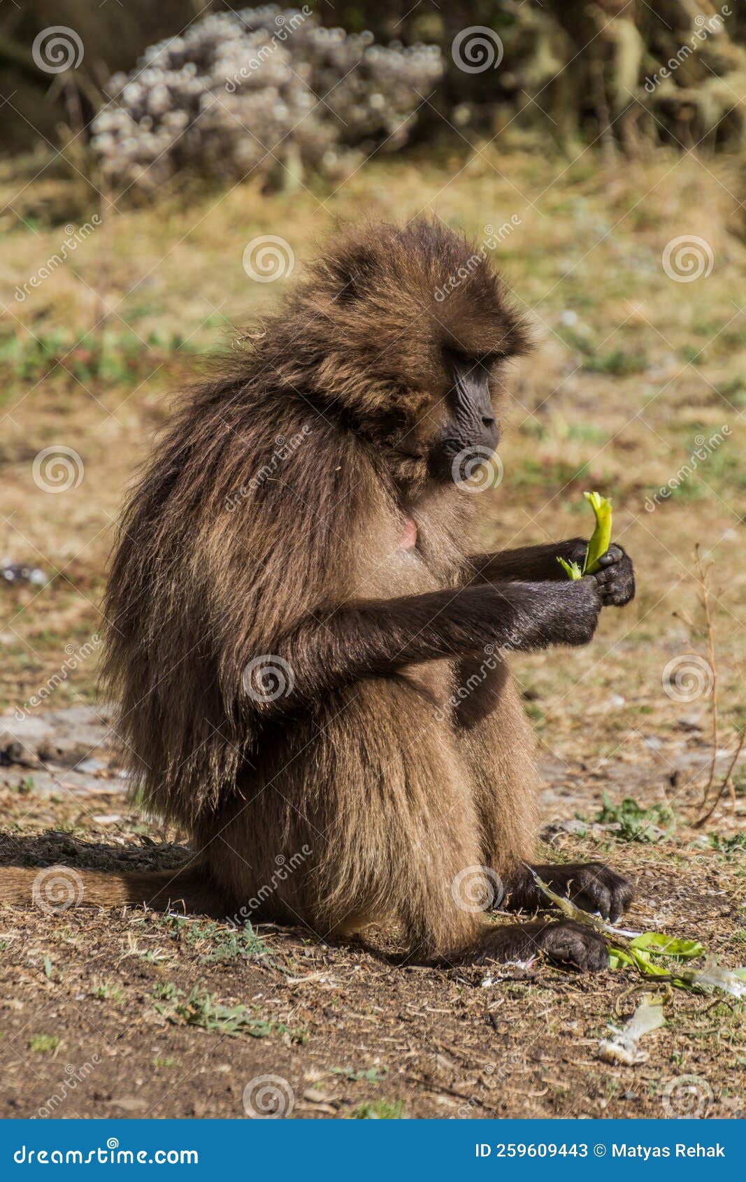Gelada Monkey (Theropithecus Gelada) in Simien Mountains, Ethiop Stock ...