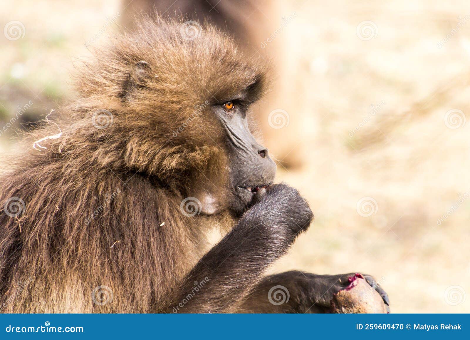 Gelada Monkey (Theropithecus Gelada) in Simien Mountains, Ethiop Stock ...