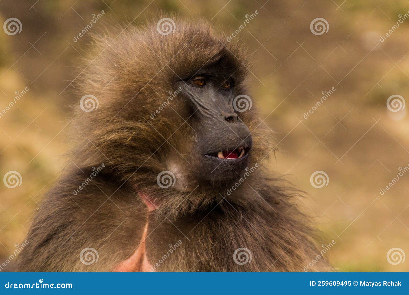Gelada Monkey (Theropithecus Gelada) in Simien Mountains, Ethiop Stock ...