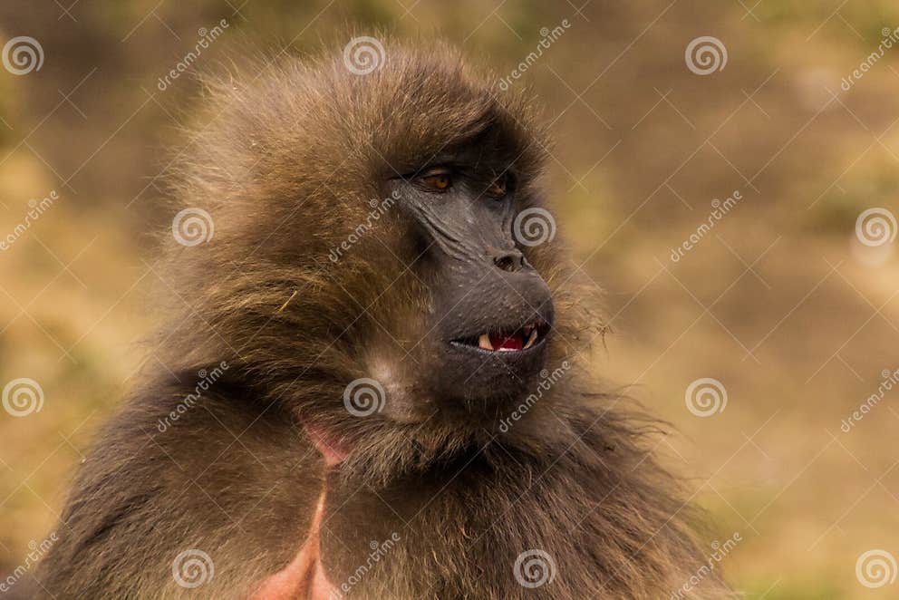 Gelada Monkey (Theropithecus Gelada) in Simien Mountains, Ethiop Stock ...
