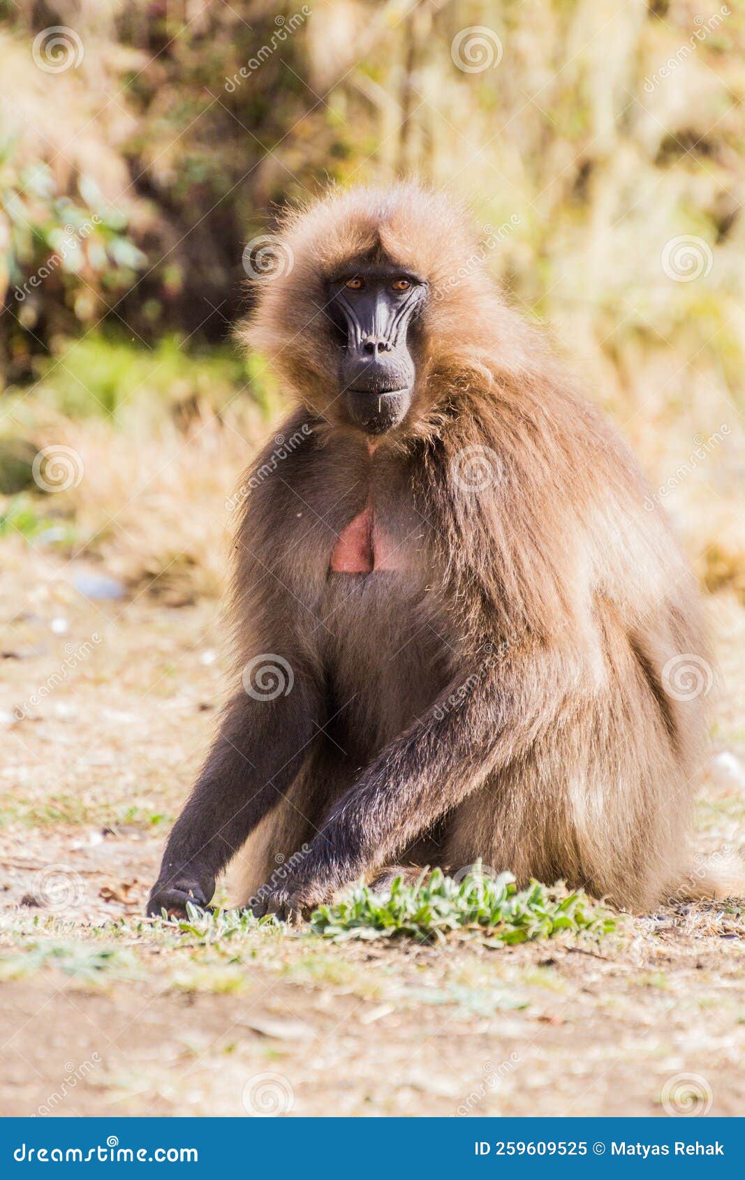 Gelada Monkey (Theropithecus Gelada) in Simien Mountains, Ethiop Stock ...