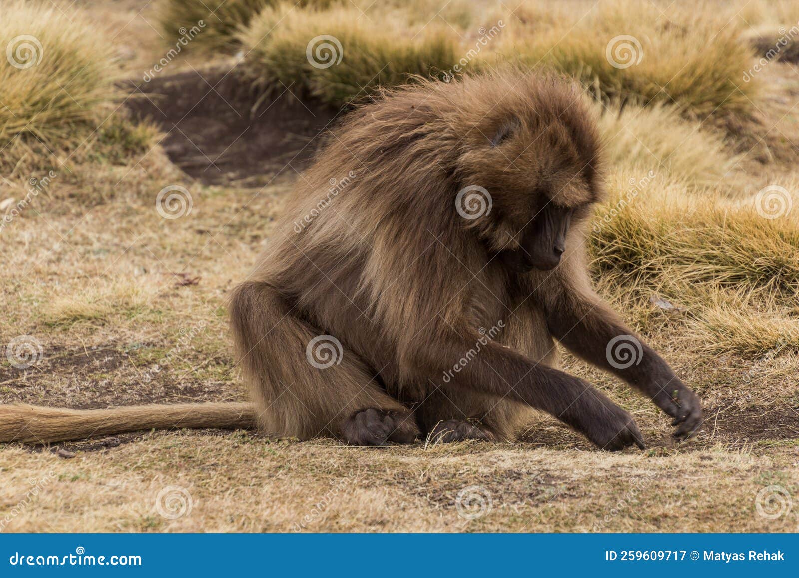 Gelada Monkey (Theropithecus Gelada) in Simien Mountains, Ethiop Stock ...