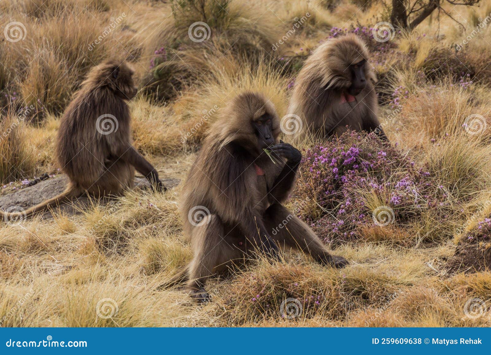 Gelada Monkeys (Theropithecus Gelada) in Simien Mountains, Ethiop Stock ...