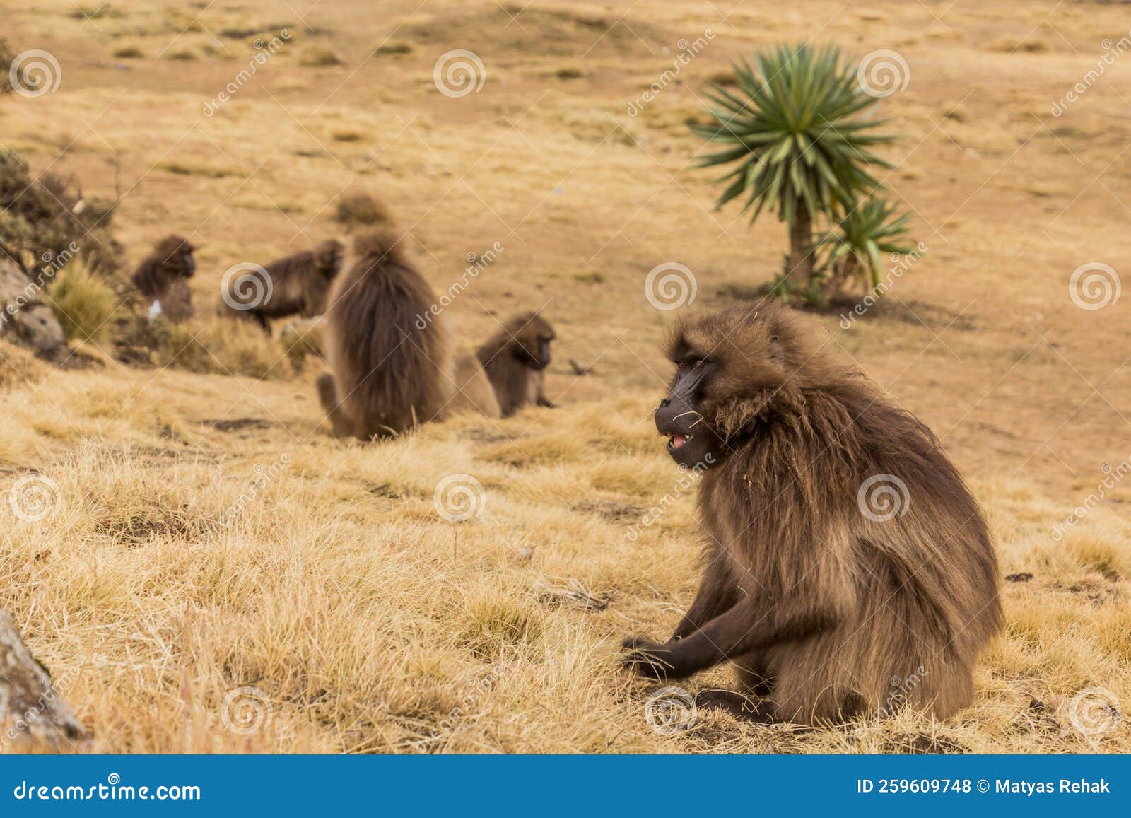 Gelada Monkeys (Theropithecus Gelada) in Simien Mountains, Ethiop Stock ...