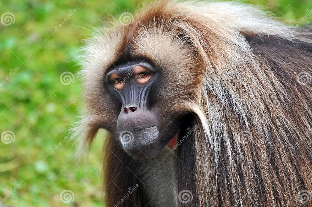 Gelada-Paviane (Theropithecus-gelada) Stockbild - Bild von afrika ...