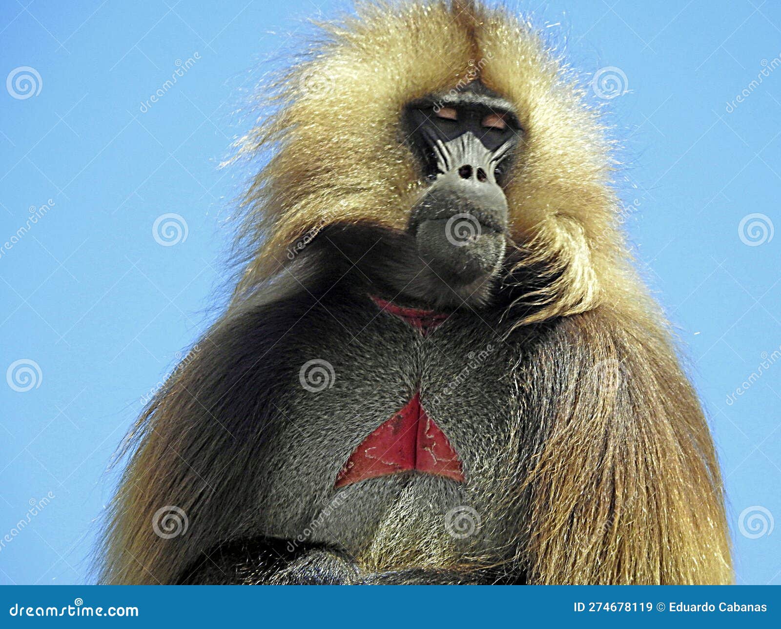 Gelada Primate, Simien Mountains, Ethiopia Stock Image - Image of ...
