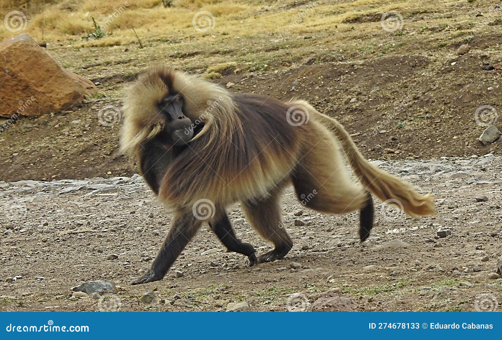 Gelada Primate, Simien Mountains, Ethiopia Stock Image - Image of park ...