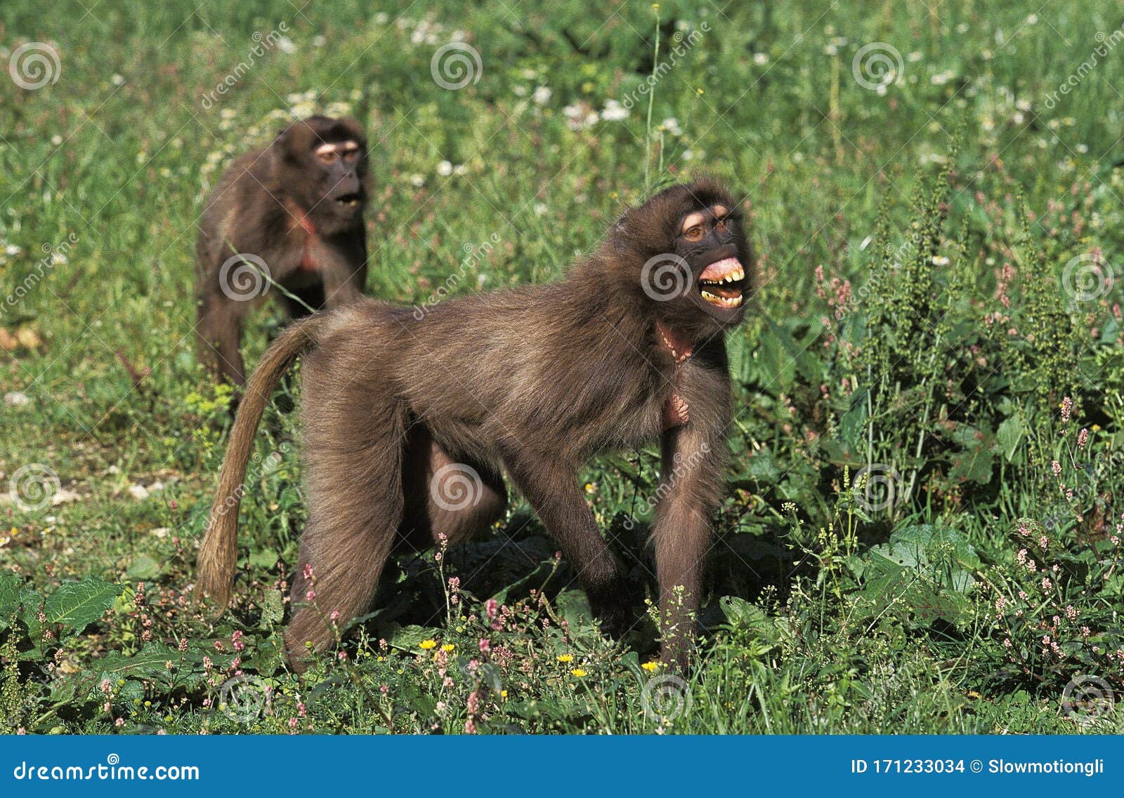GELADA Theropithecus Gelada Stock Photo - Image of adult, tooth: 171233034