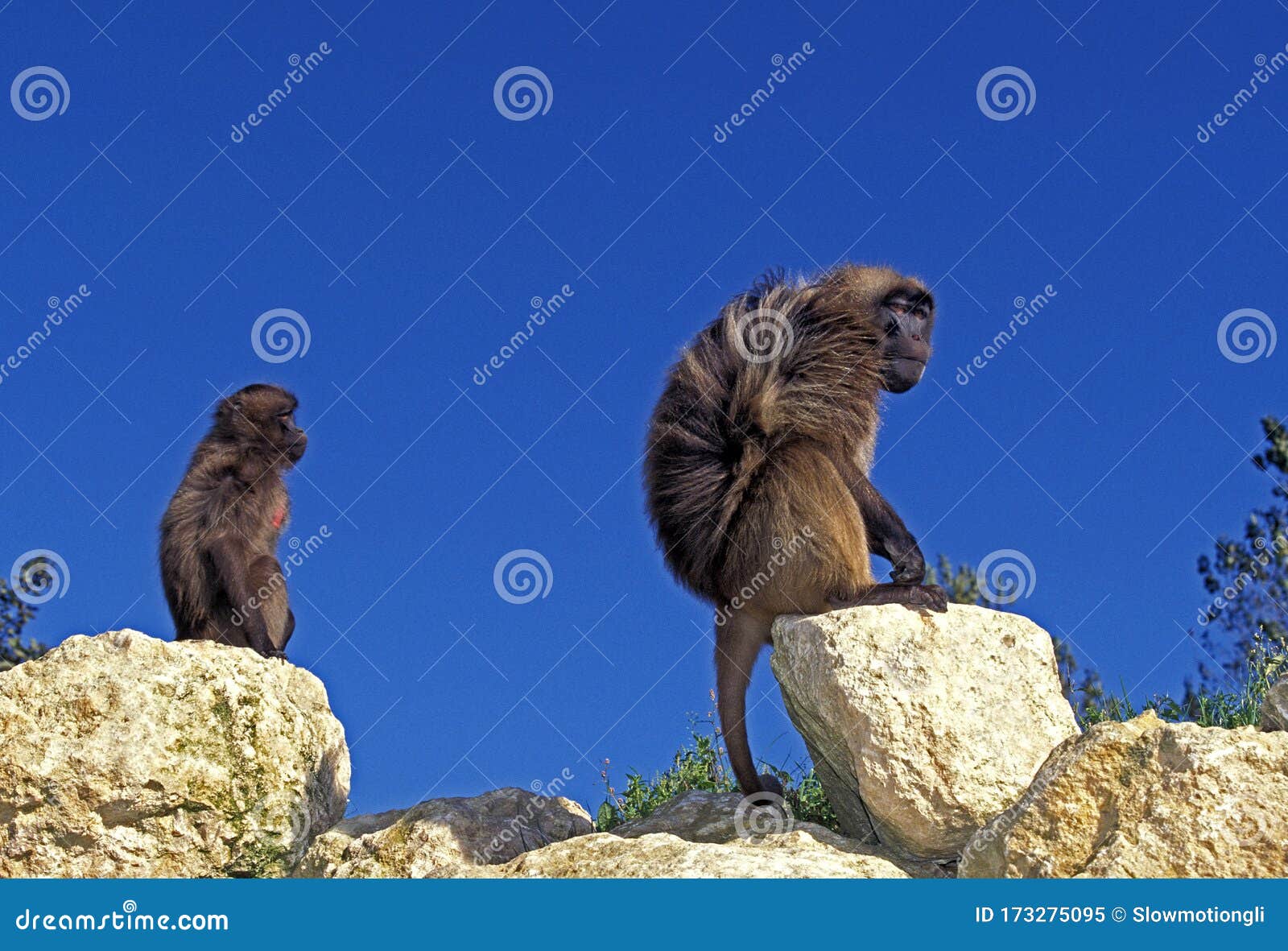 GELADA Theropithecus Gelada Stock Image - Image of outdoors, wildlife ...