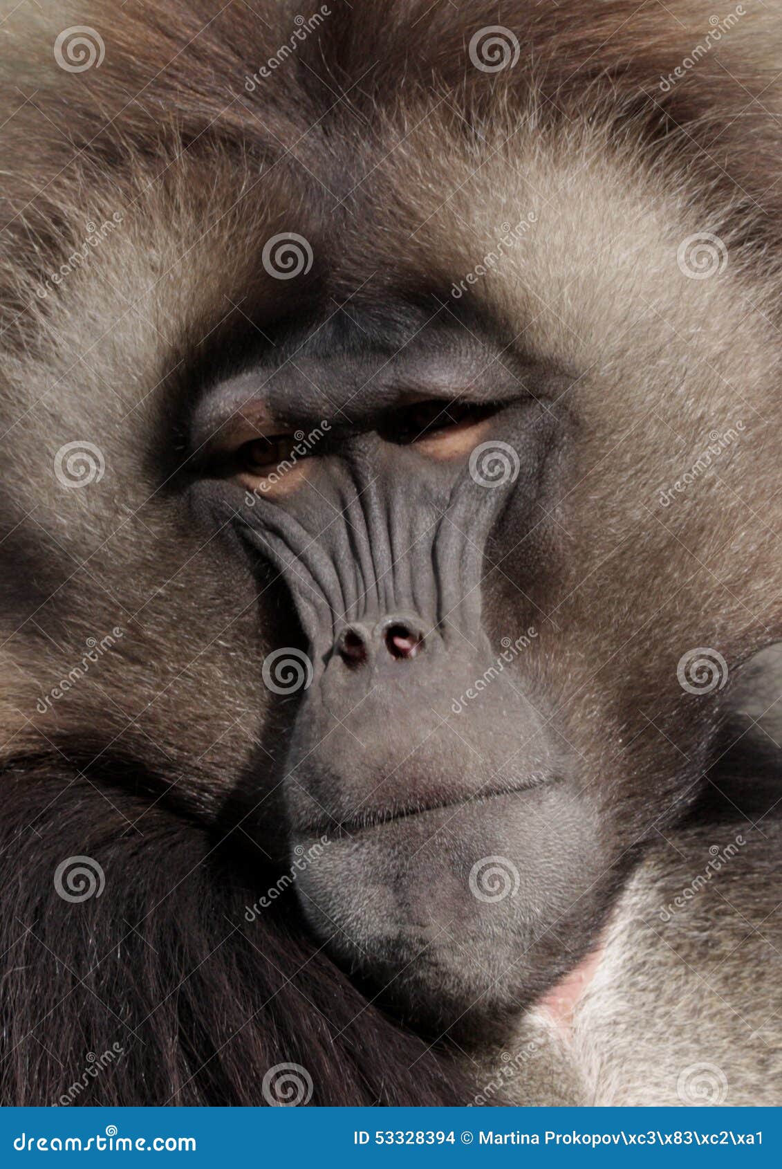 Angry Gelada Baboon Royalty-Free Stock Photography | CartoonDealer.com ...