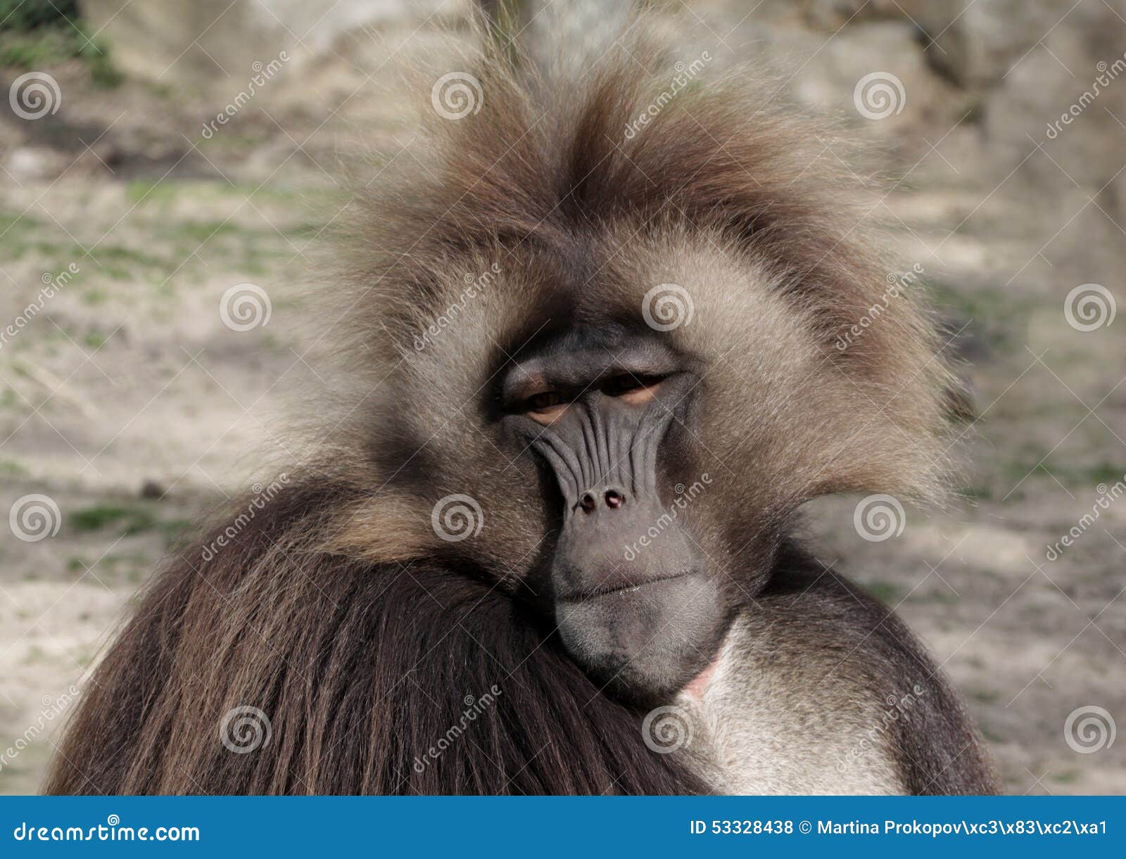 Angry Gelada Baboon Royalty-Free Stock Photography | CartoonDealer.com ...