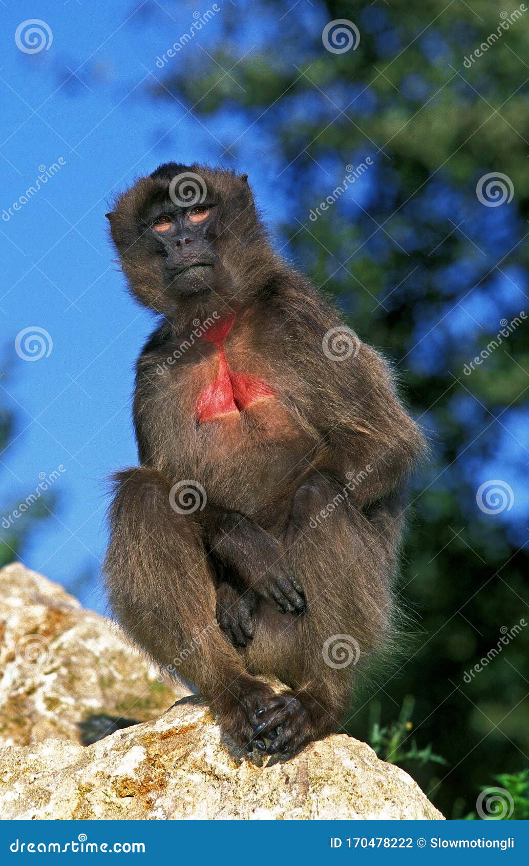 GELADA Theropithecus Gelada Stock Photo - Image of female, ethiopia ...