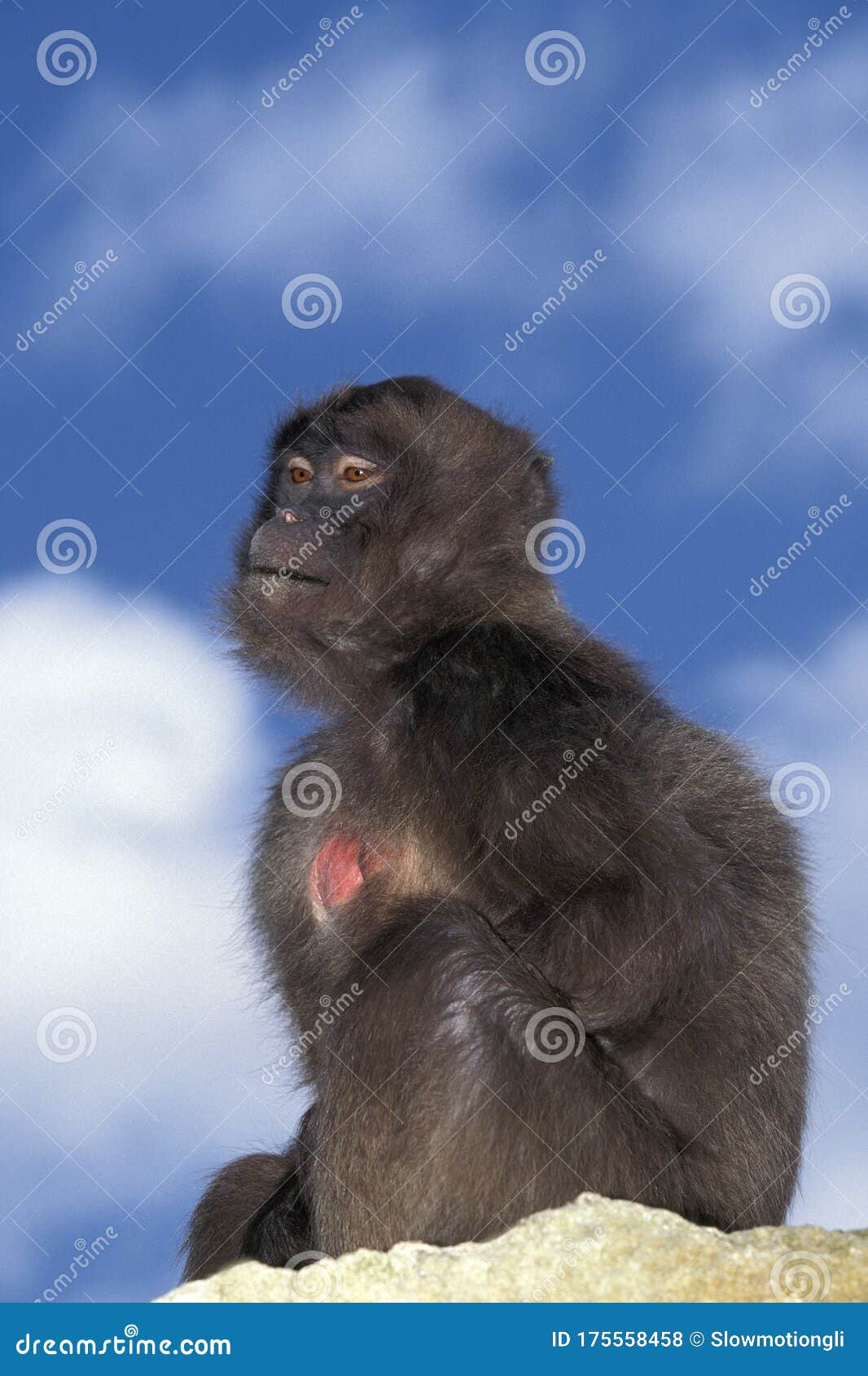 Gelada Baboon, Theropithecus Gelada, Female Standing on Rock Stock ...