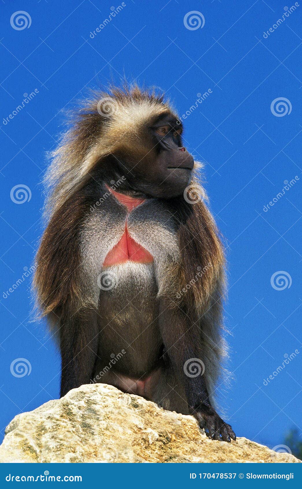 GELADA Theropithecus Gelada Stock Image - Image of mammal, africa ...