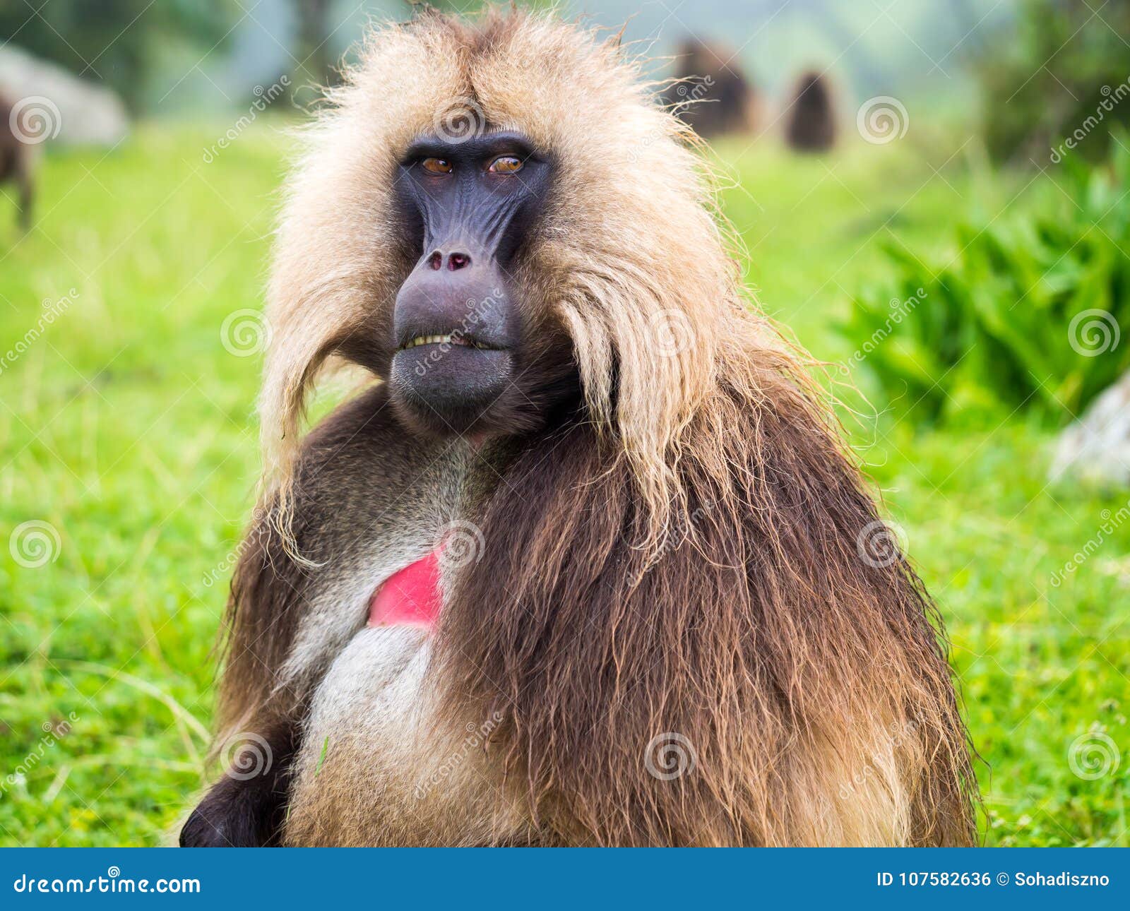 Gelada Theropithecus Gelada Monkeys in Semien Mountains, Ethio Stock ...