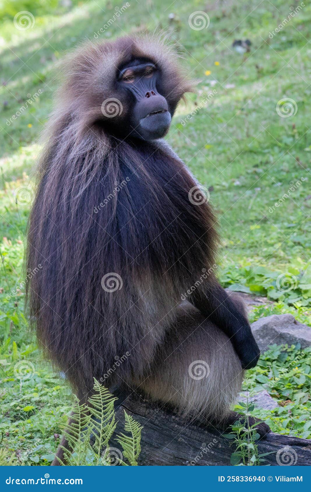 The Gelada Theropithecus Gelada Male Stock Photo - Image of brown ...