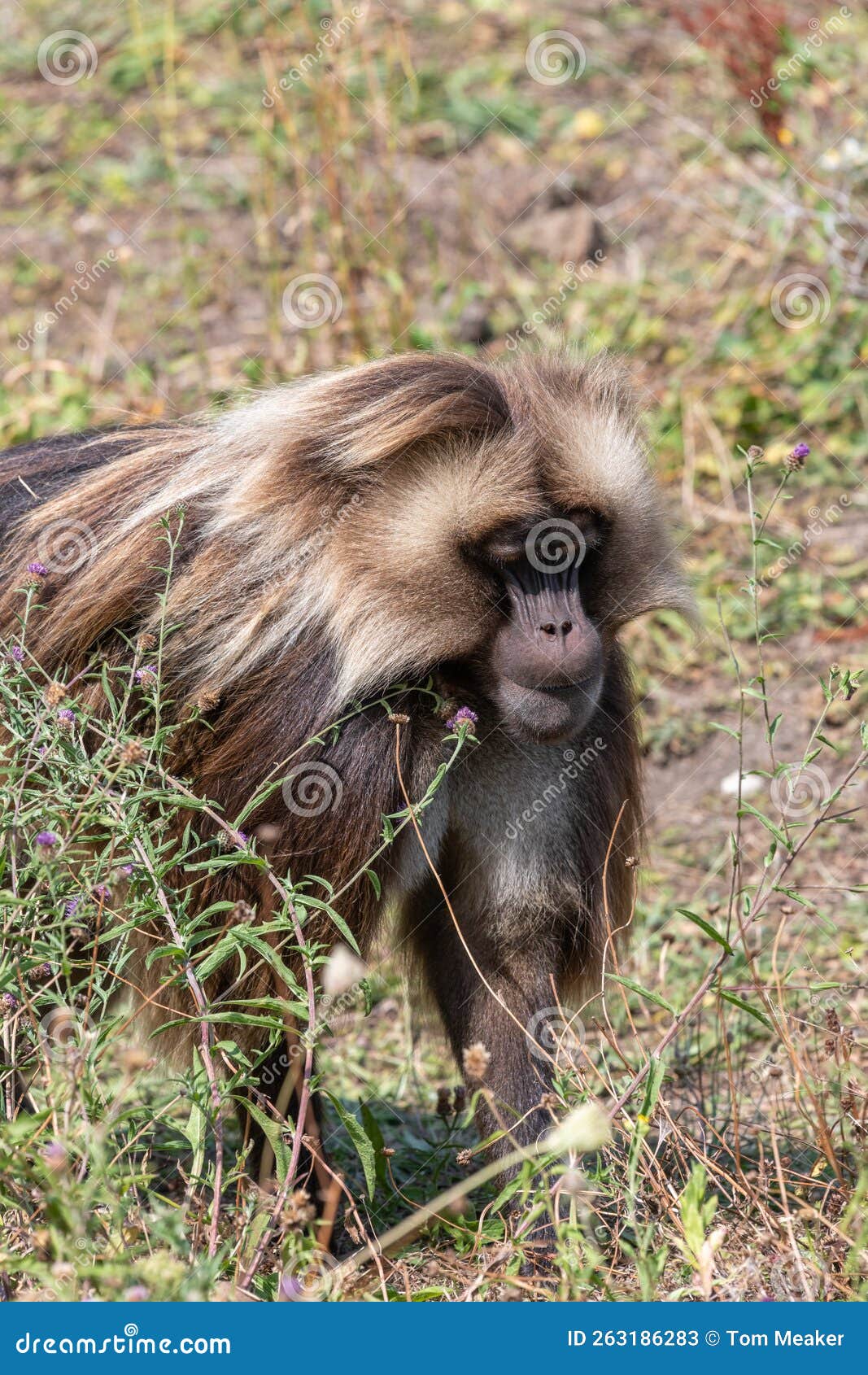 Gelada Theropithecus Gelada Monkey Stock Image - Image of meadow ...