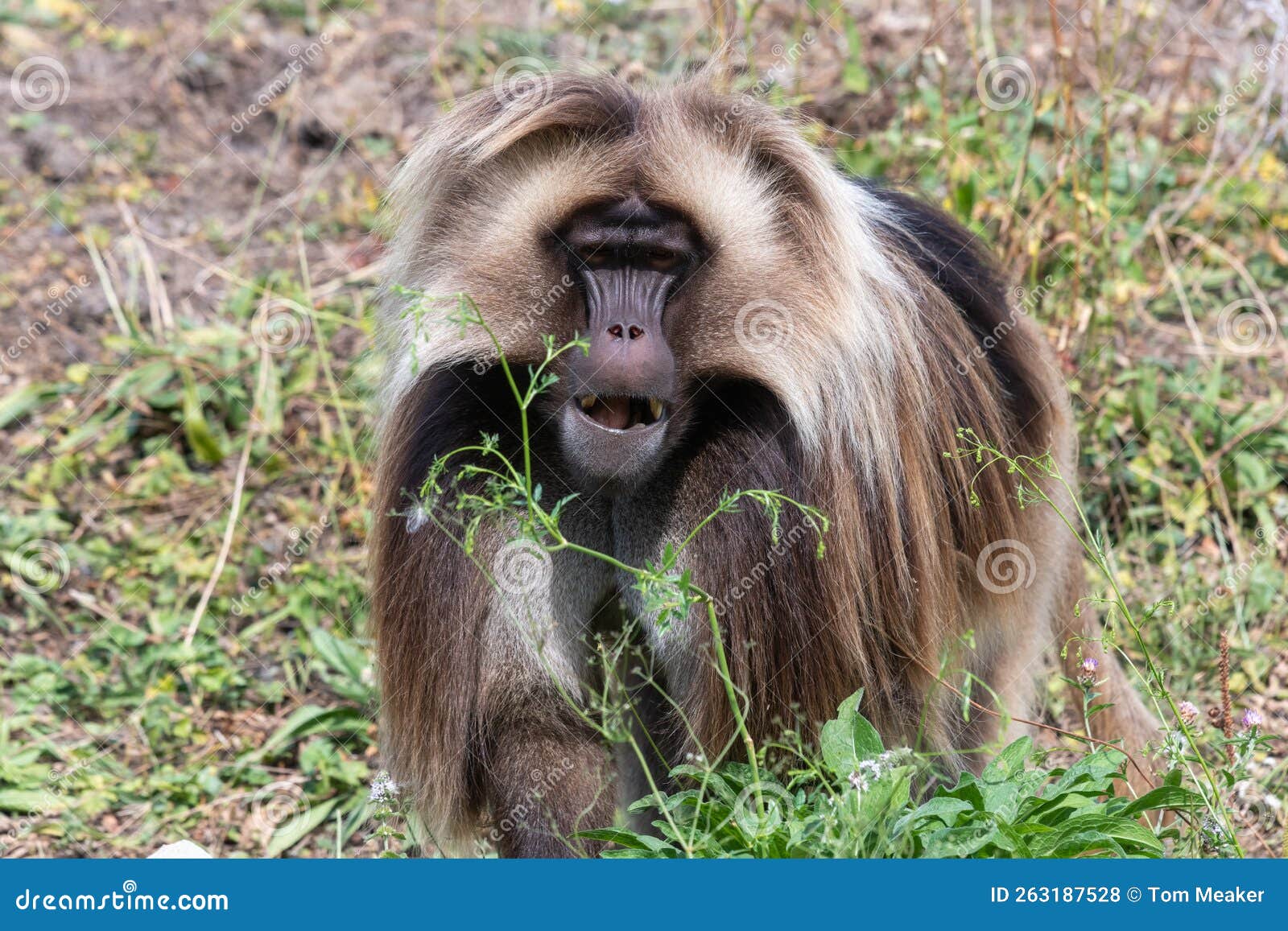 Gelada Theropithecus Gelada Monkey Stock Photo - Image of gelada ...