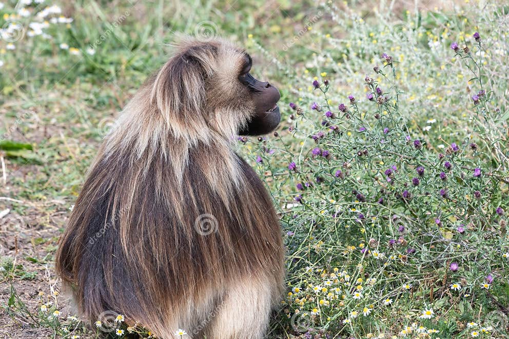 Gelada Theropithecus Gelada Monkey Foto de archivo - Imagen de fauna ...