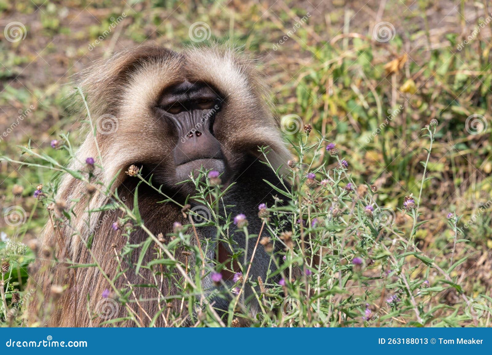 Gelada Theropithecus Gelada Monkey Imagen de archivo - Imagen de ...