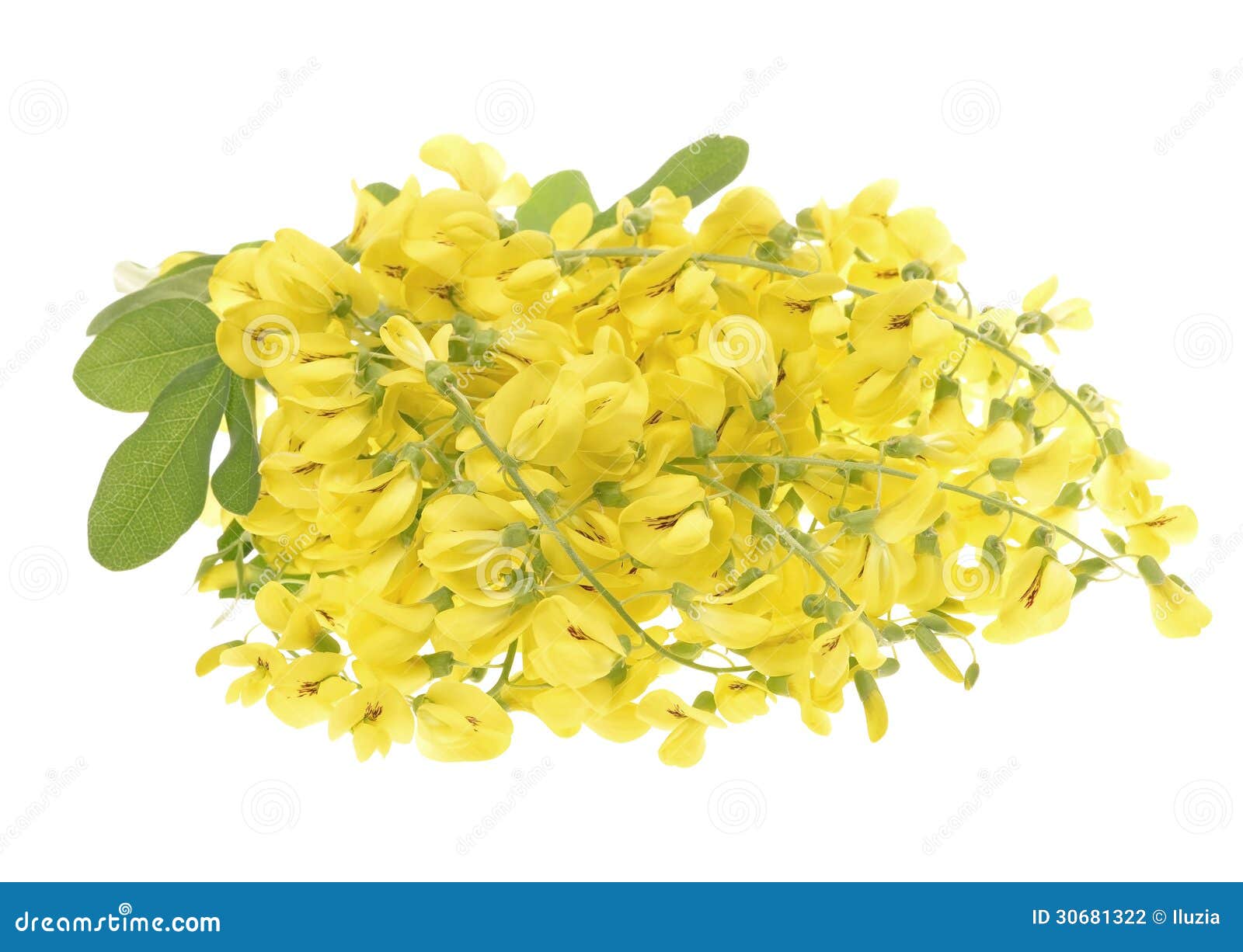 Gelbe Akazie stockfoto. Bild von blätter, feier, blatt - 30681322