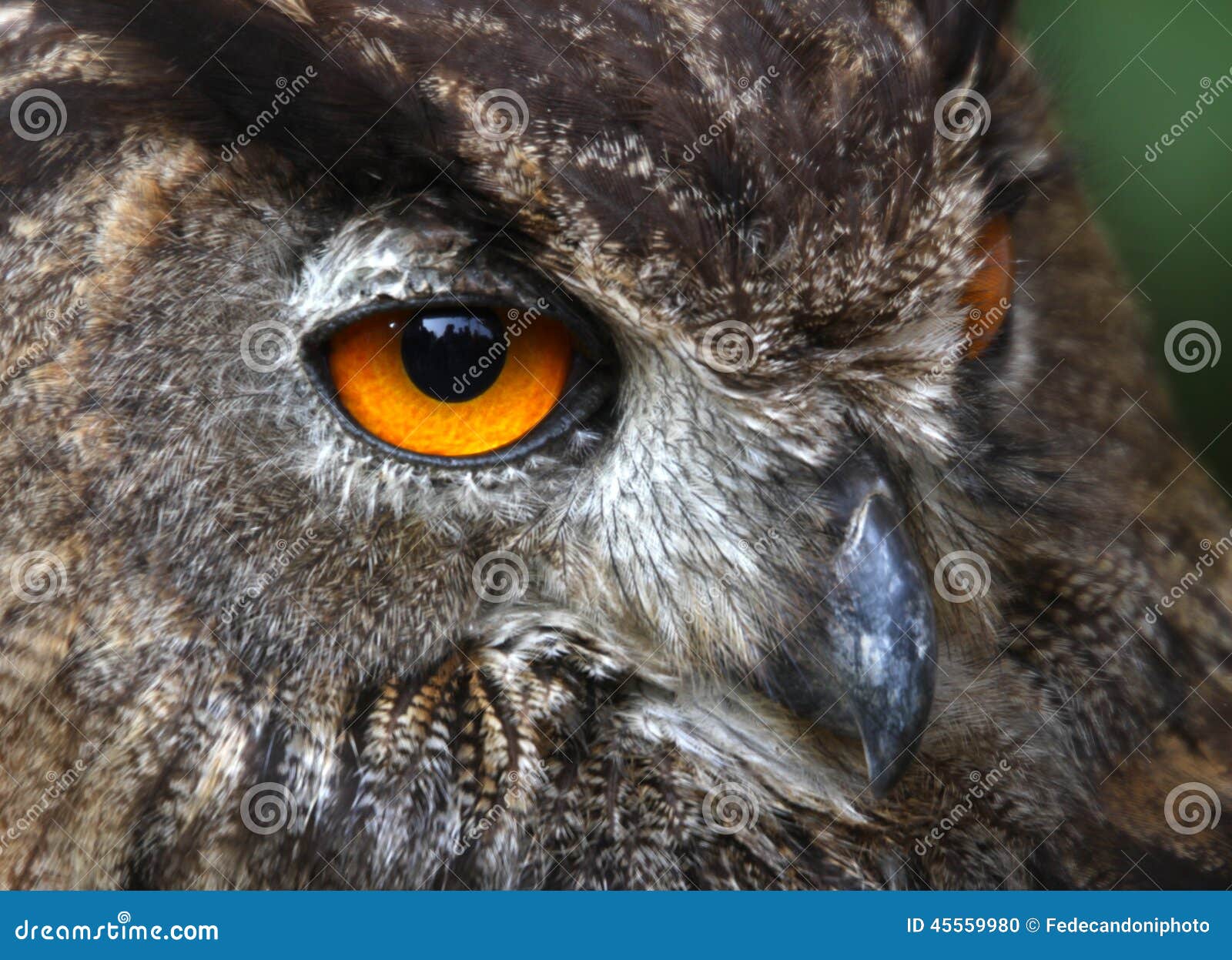 Gelbe Augen Einer EULE an Der Nachtjagd Stockfoto - Bild von berg ...