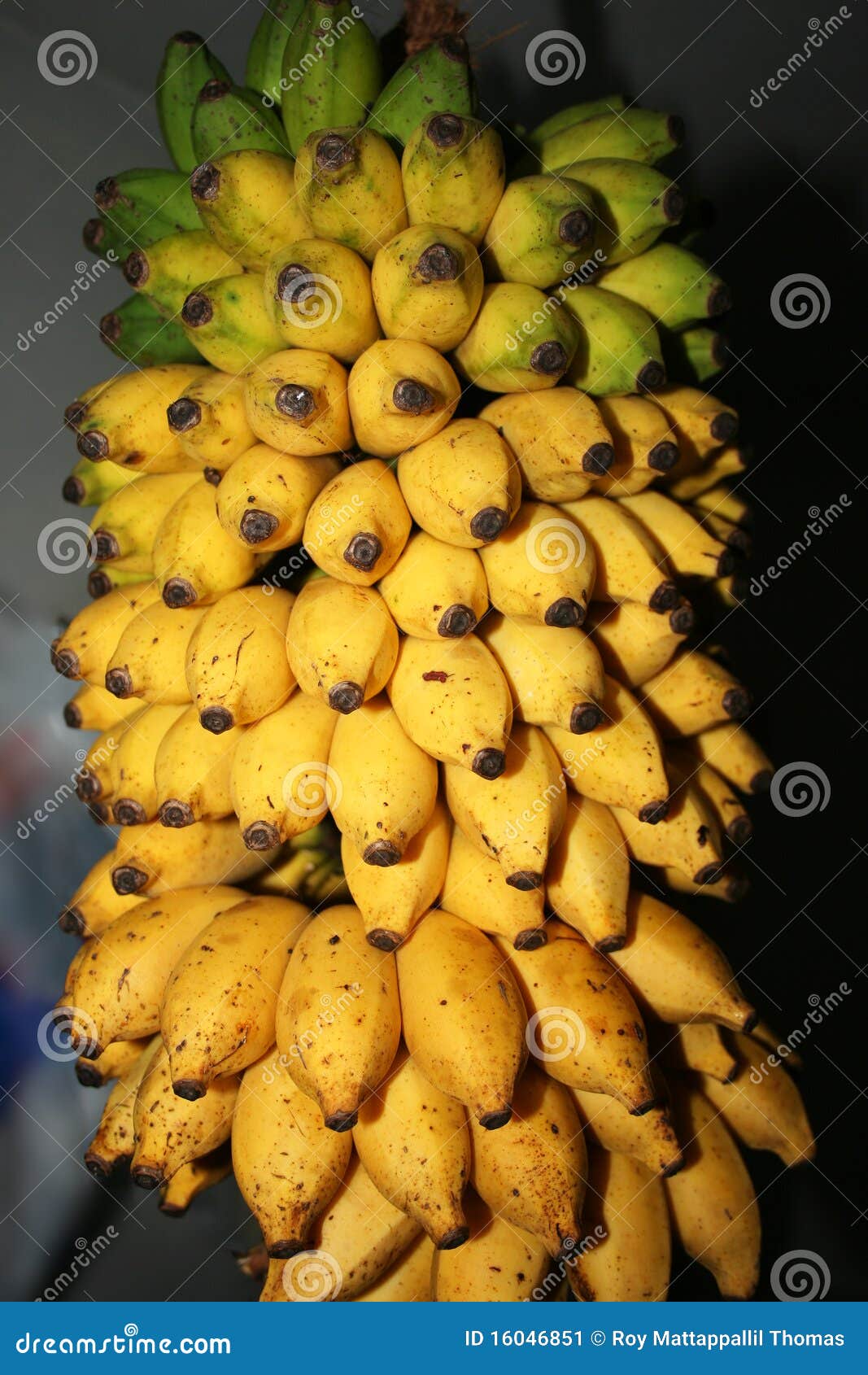 Gelbe Banane stockbild. Bild von geschmack, frucht, banane - 16046851