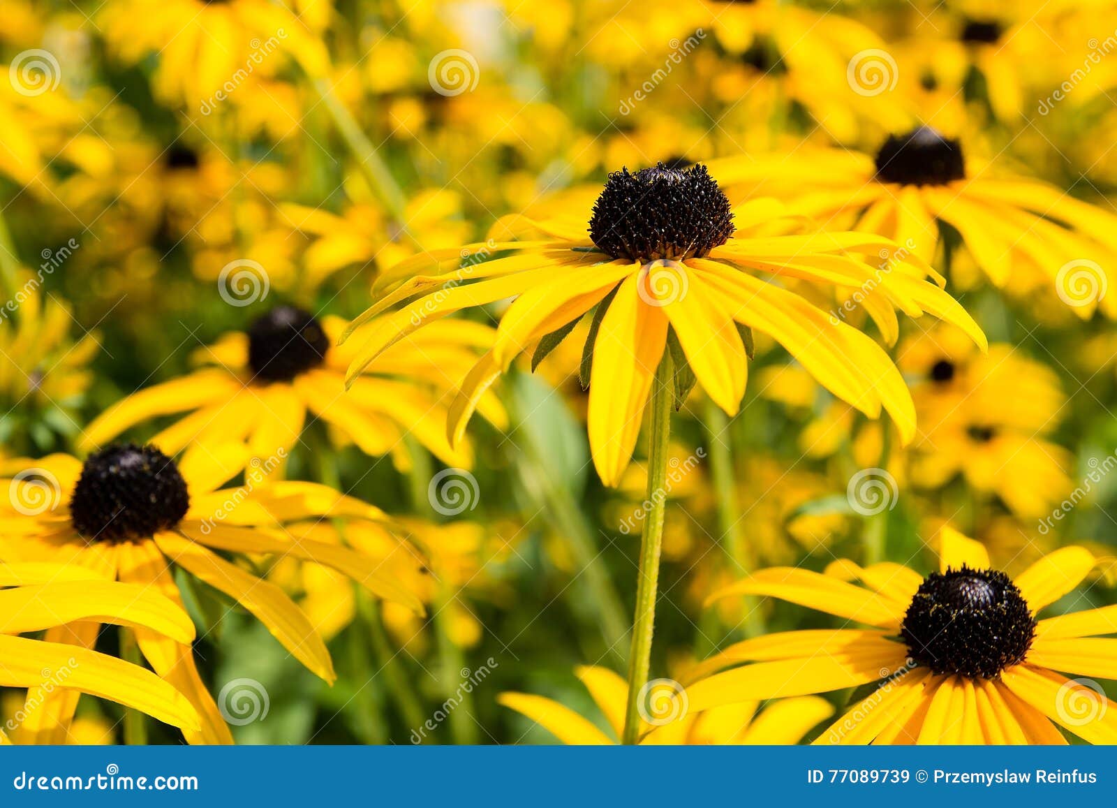 Gelbe Blumen stockbild. Bild von garten, sonnenhut, wildblumen - 77089739