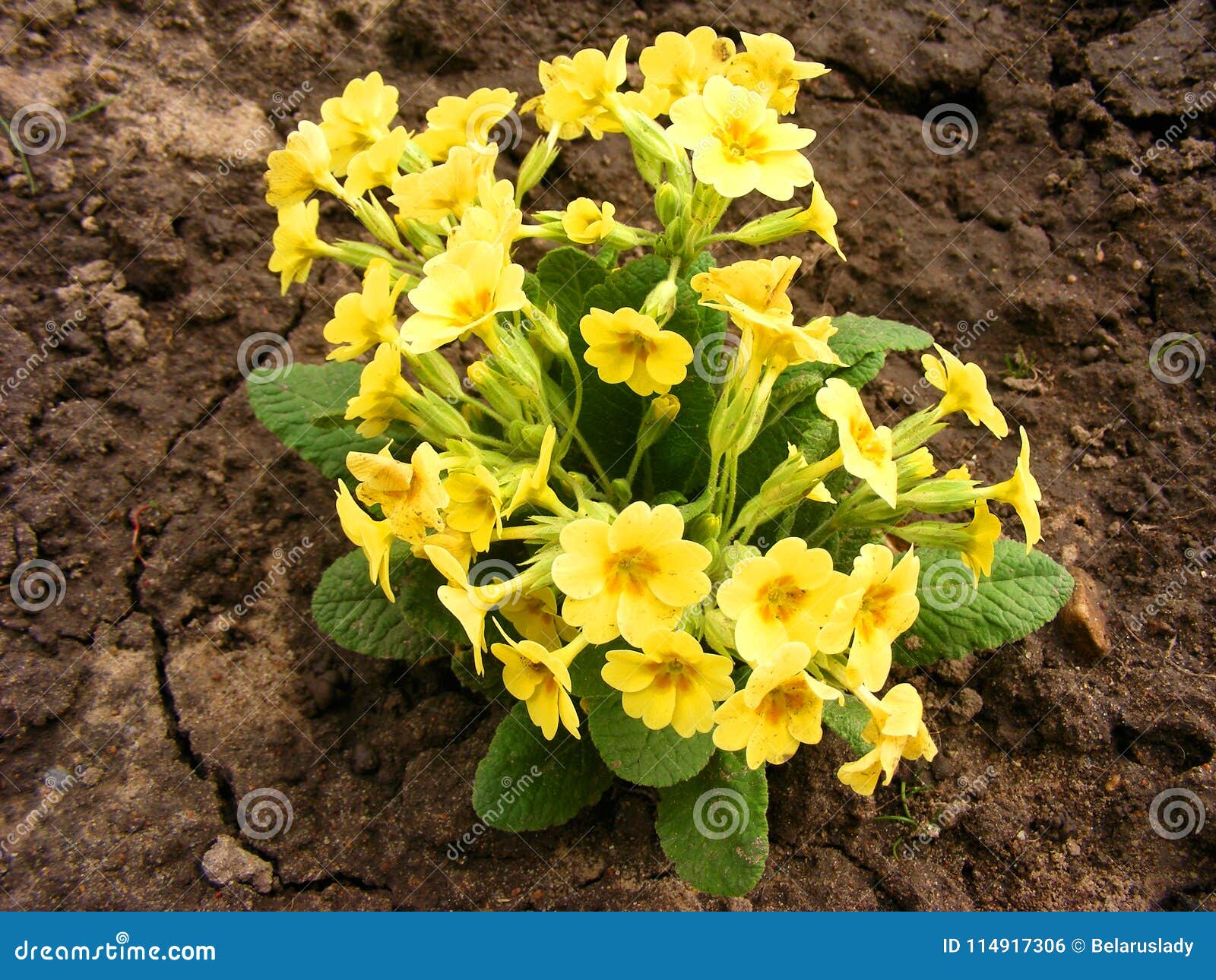 Gelbe Blumen Der Primel - Primel Gemein Stockfoto - Bild von grün ...