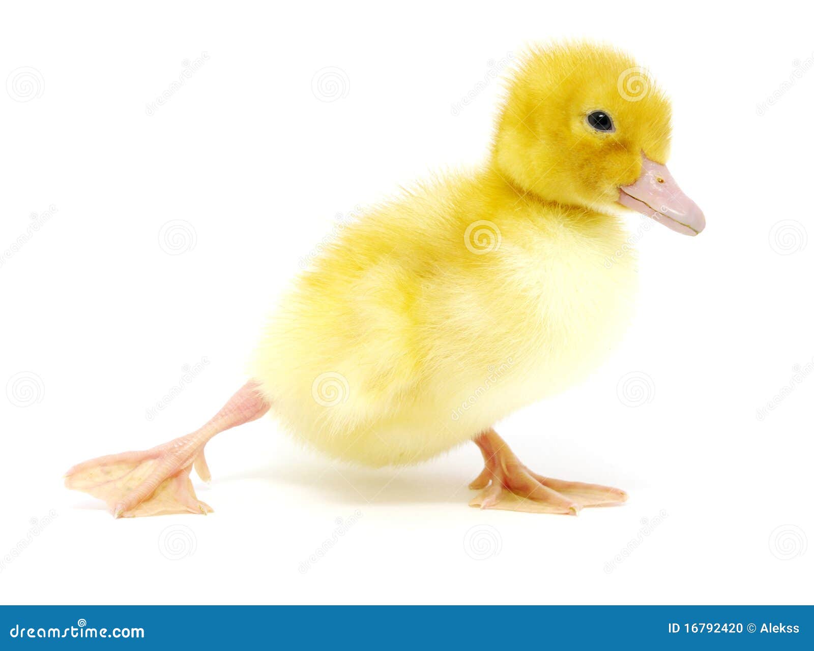 Gelbe Ente stockfoto. Bild von gänse, küken, gelb, haustier - 16792420