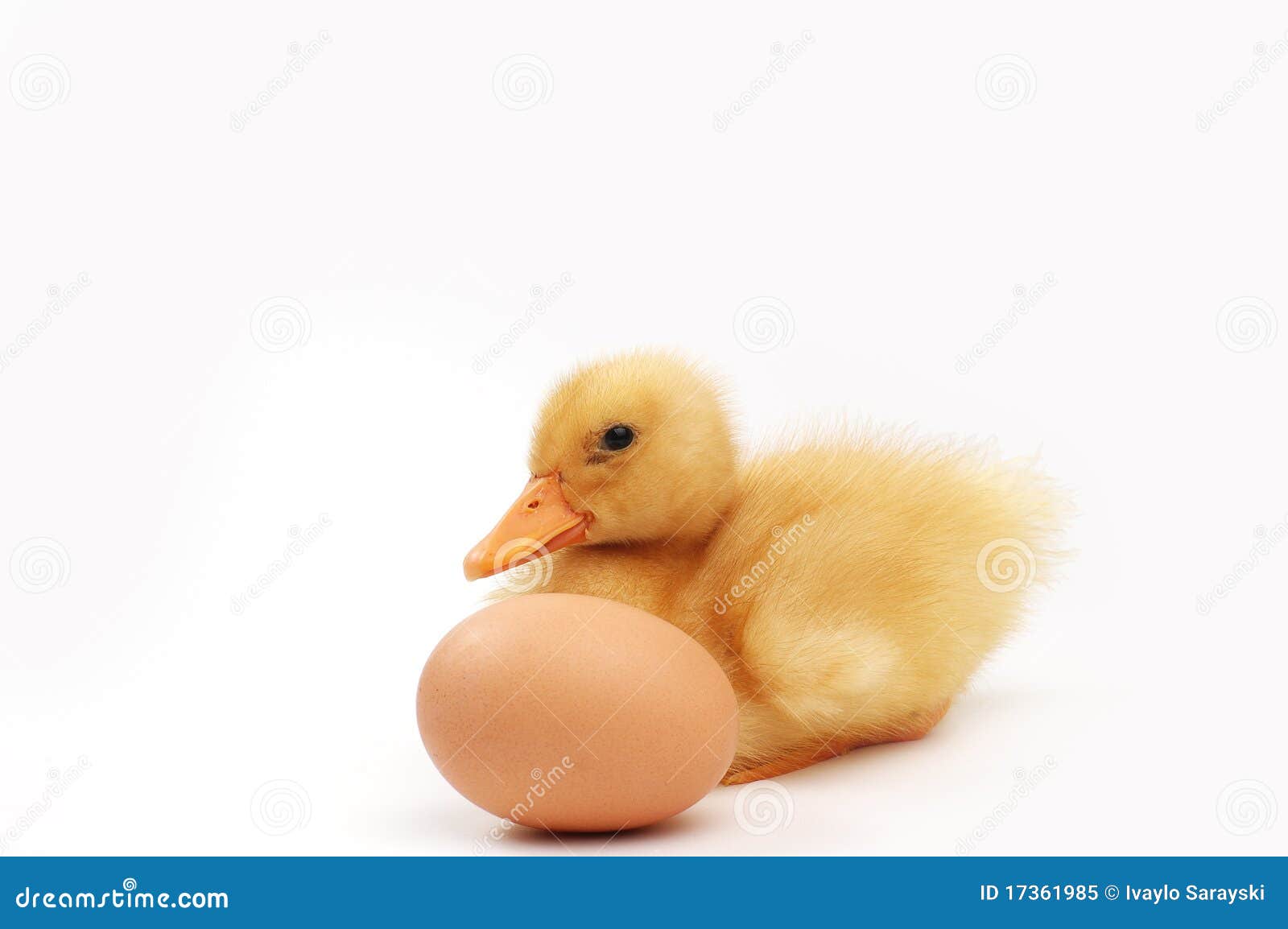 Gelbe Ente, Sitzend Durch Das Ei Stockbild - Bild von getrennt, obacht ...