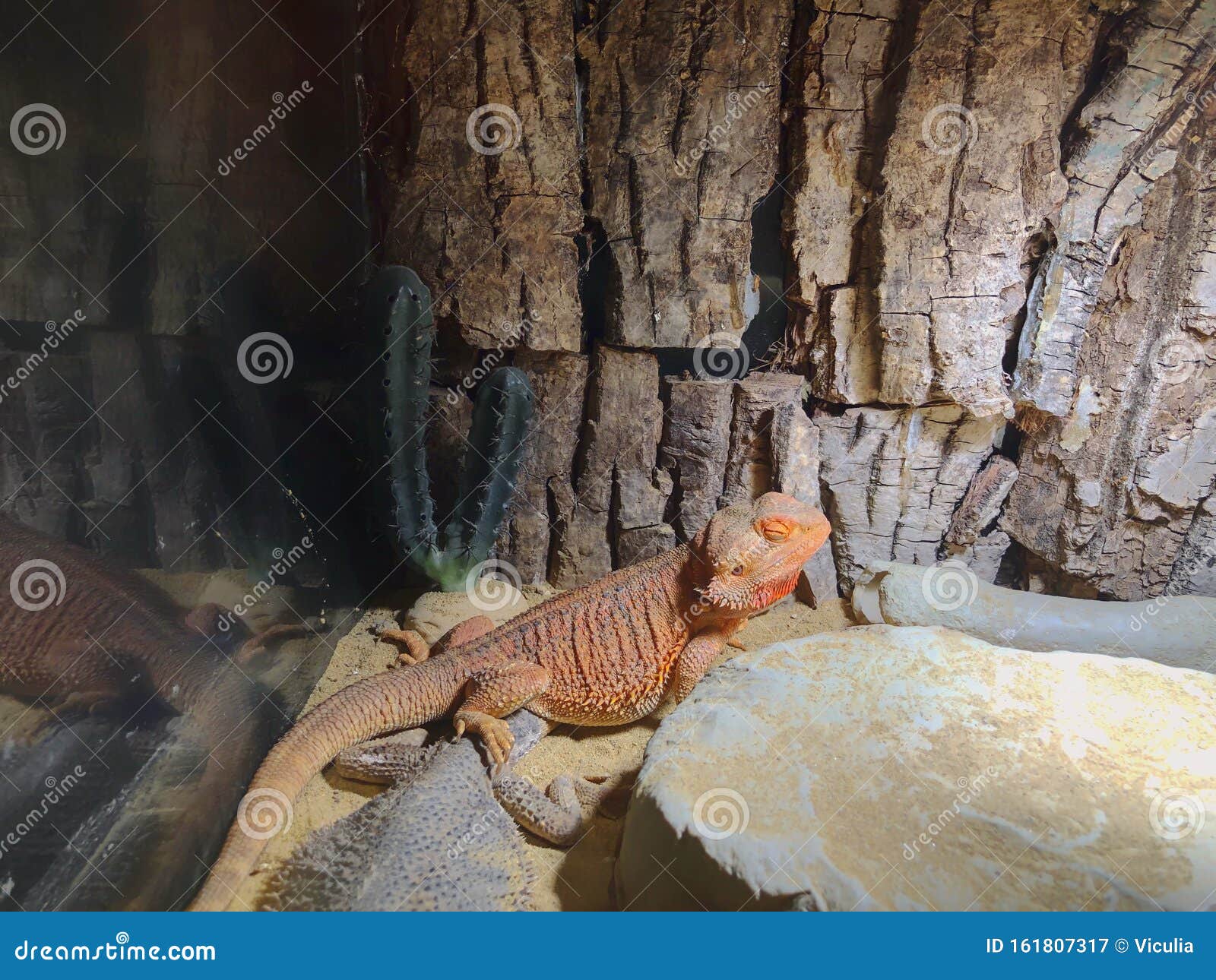 Gelbe Leguane Auf Einem Stein in Der Voliere Stockbild - Bild von farbe ...
