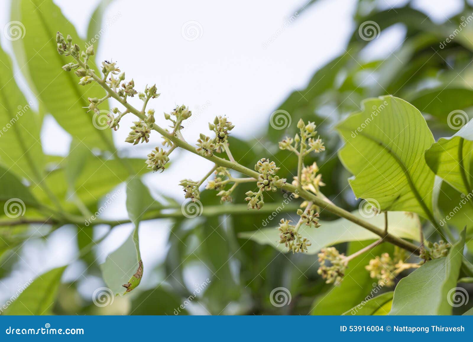Gelbe Mango-Blume Auf Mangobaum Stockfoto - Bild von sommer, baum: 53916004