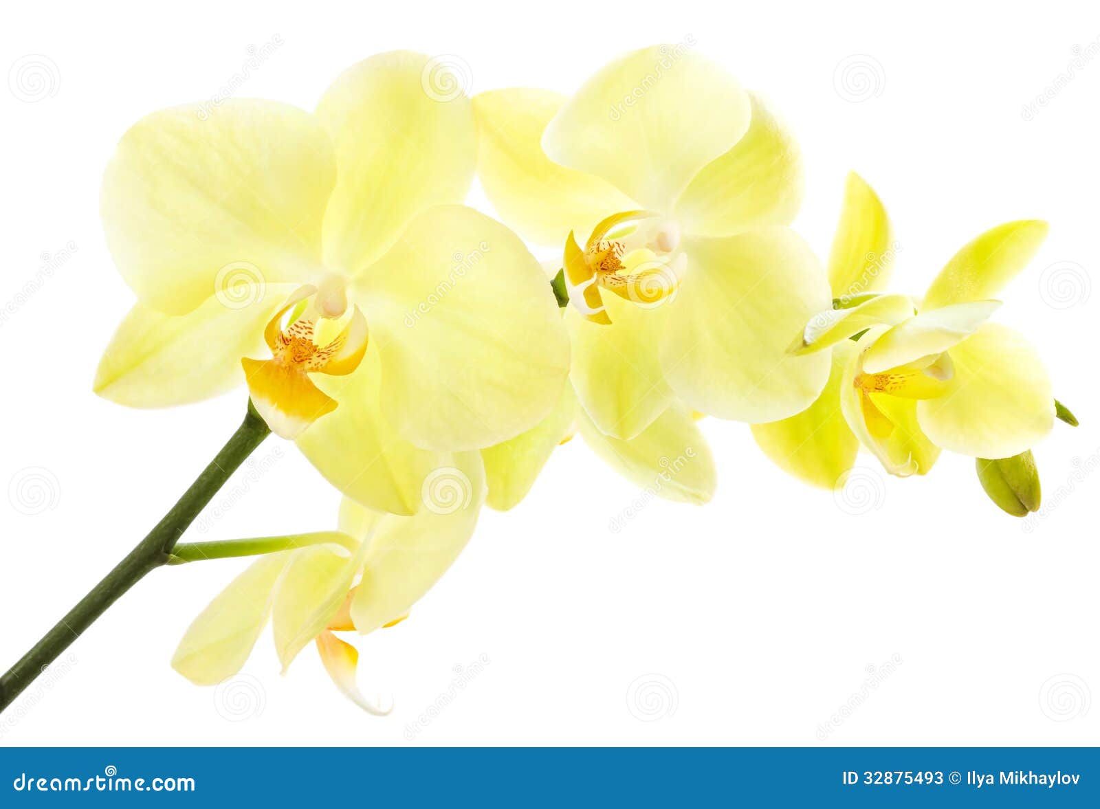 Gelbe Orchidee stockbild. Bild von botanik, romantisch - 32875493