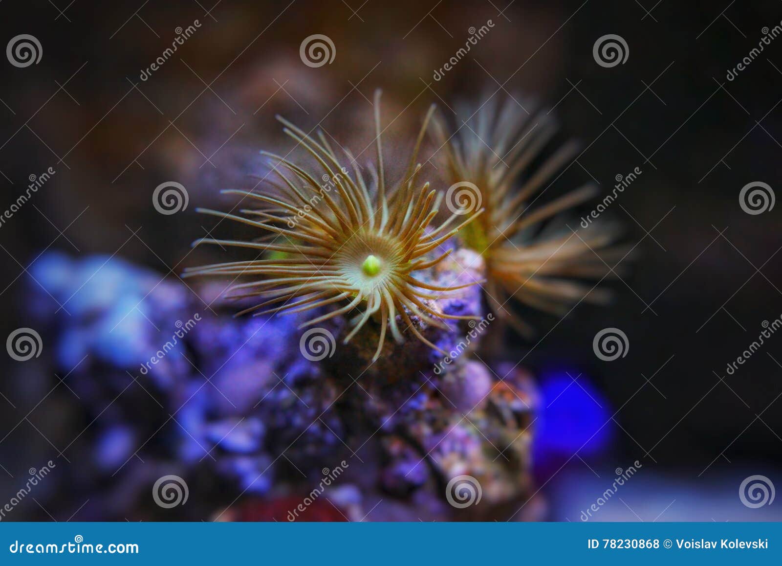 Gelbe Polypen stockfoto. Bild von koralle, becken, marinesoldat - 78230868