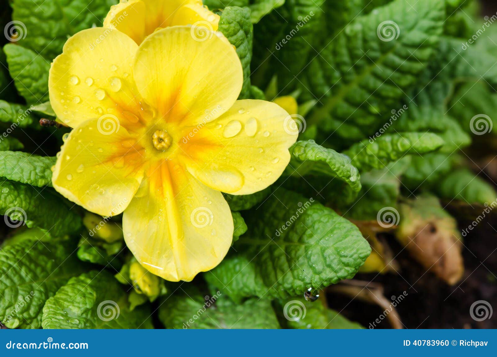 Gelbe Primel stockfoto. Bild von pflanzen, blumenblatt - 40783960