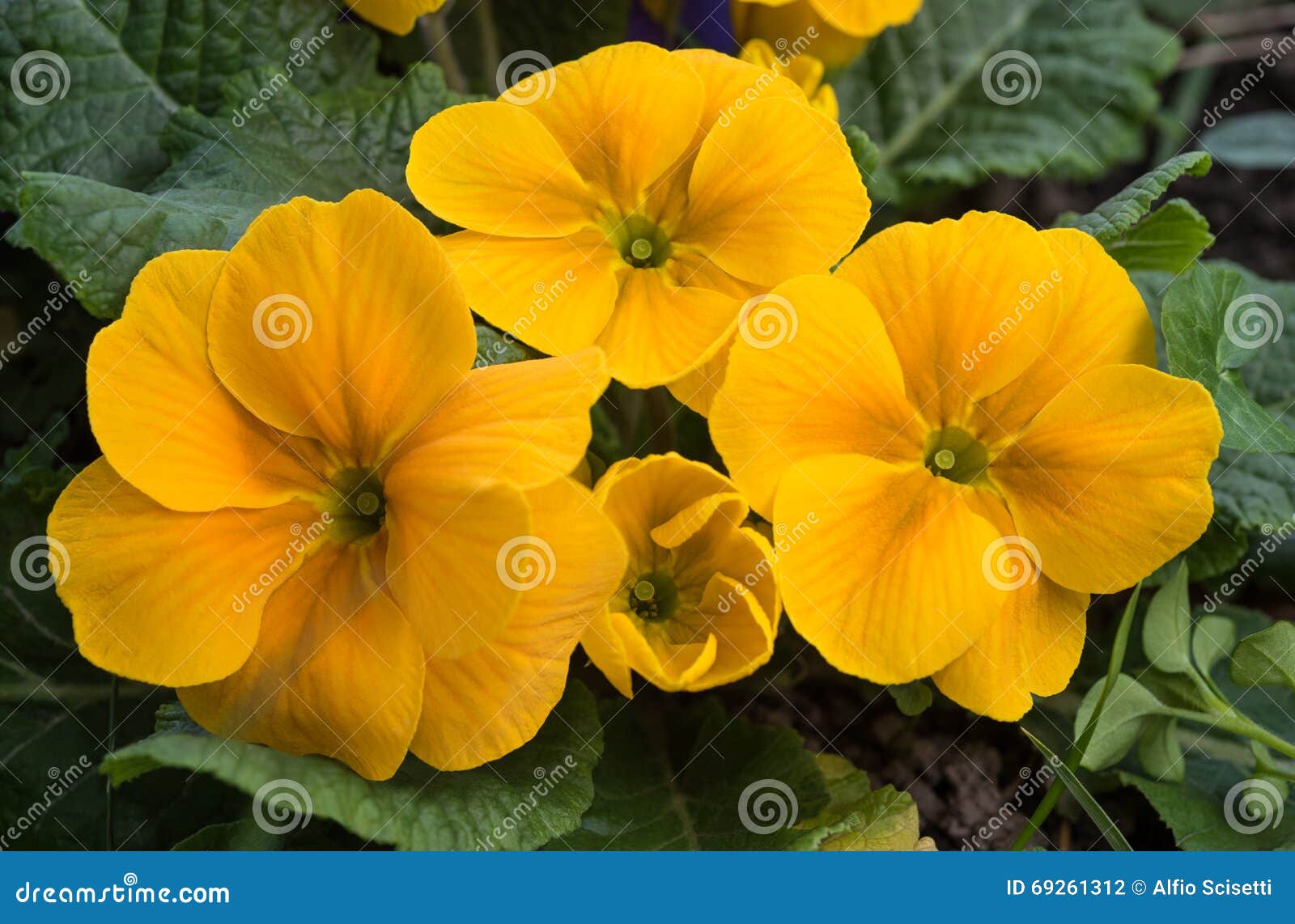 Gelbe Primel stockfoto. Bild von primeln, geläufig, blatt - 69261312