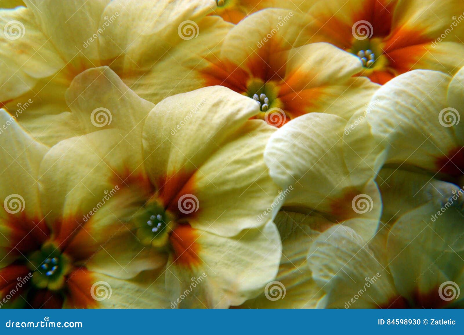 Gelbe Primelblumen stockfoto. Bild von betrieb, blüte - 84598930