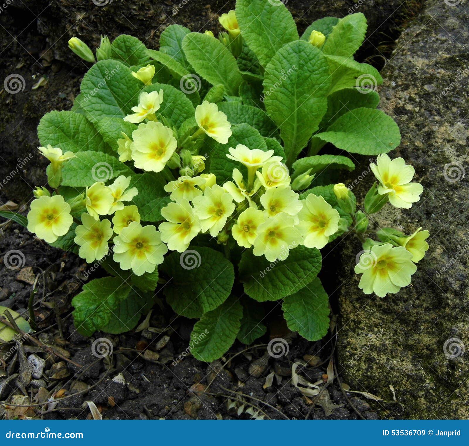 Gelbe Primeln - Primel Gemein Stockbild - Bild von boden, grün: 53536709