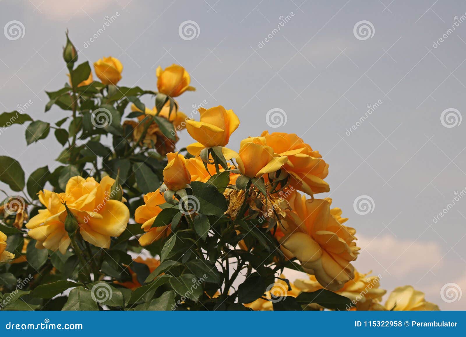 GELBE ROSEN AUF BUSH stockfoto. Bild von leuchte, sonderkommando ...