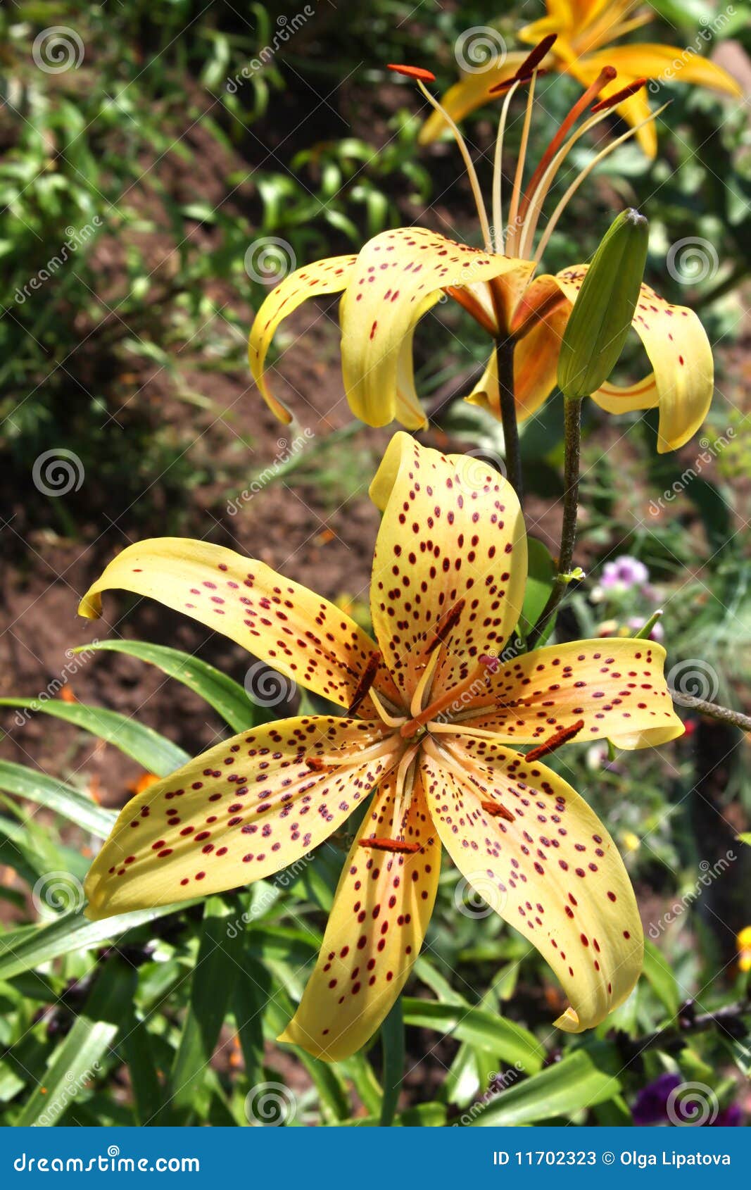 Gelbe Tigerlilie stockbild. Bild von beschmutzt, bett - 11702323