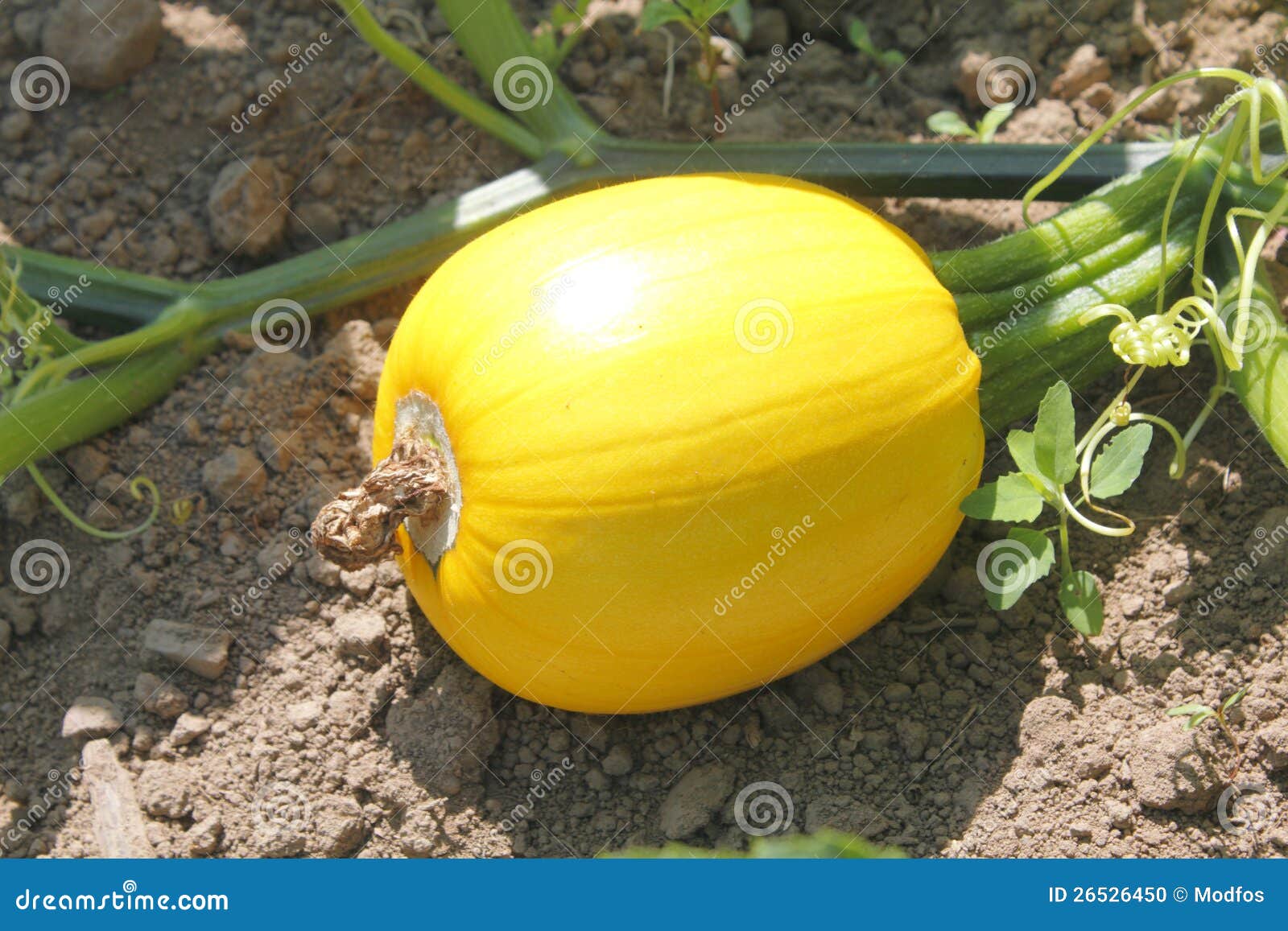 Gelber Kürbis Stockfoto - Bild: 26526450